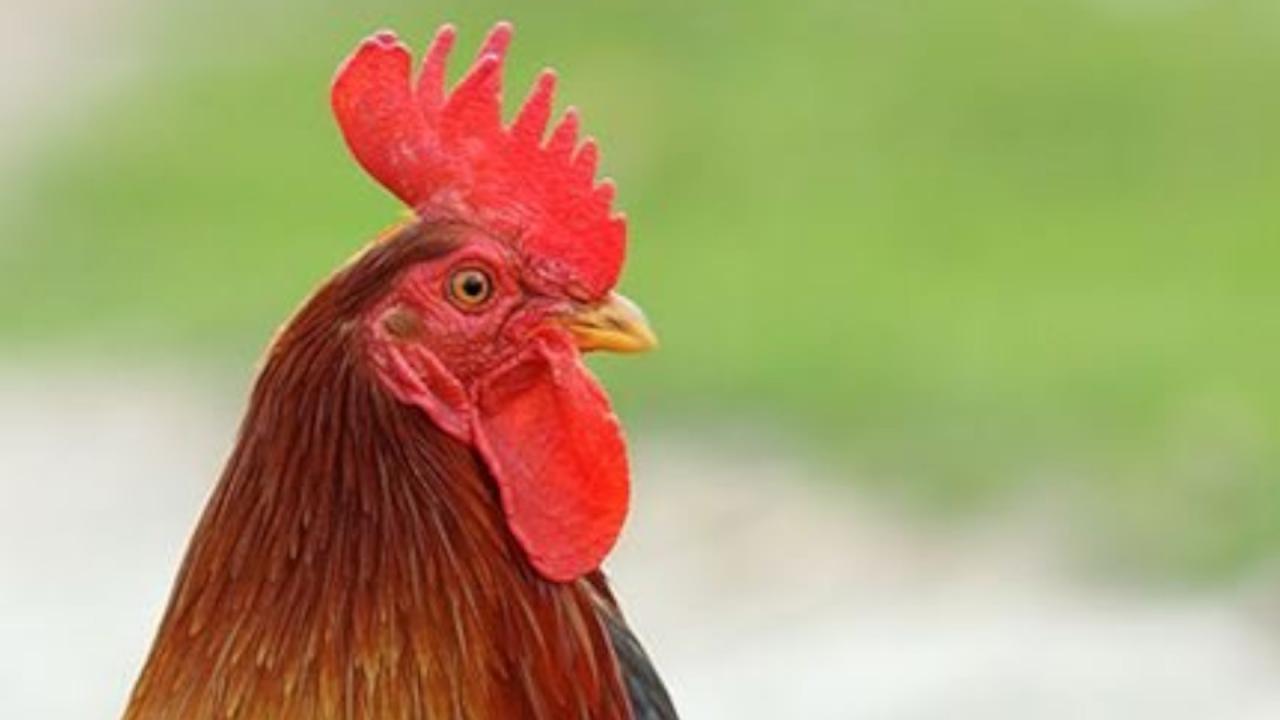 "Gallo": El traductor de Google de español a inglés realiza una ...